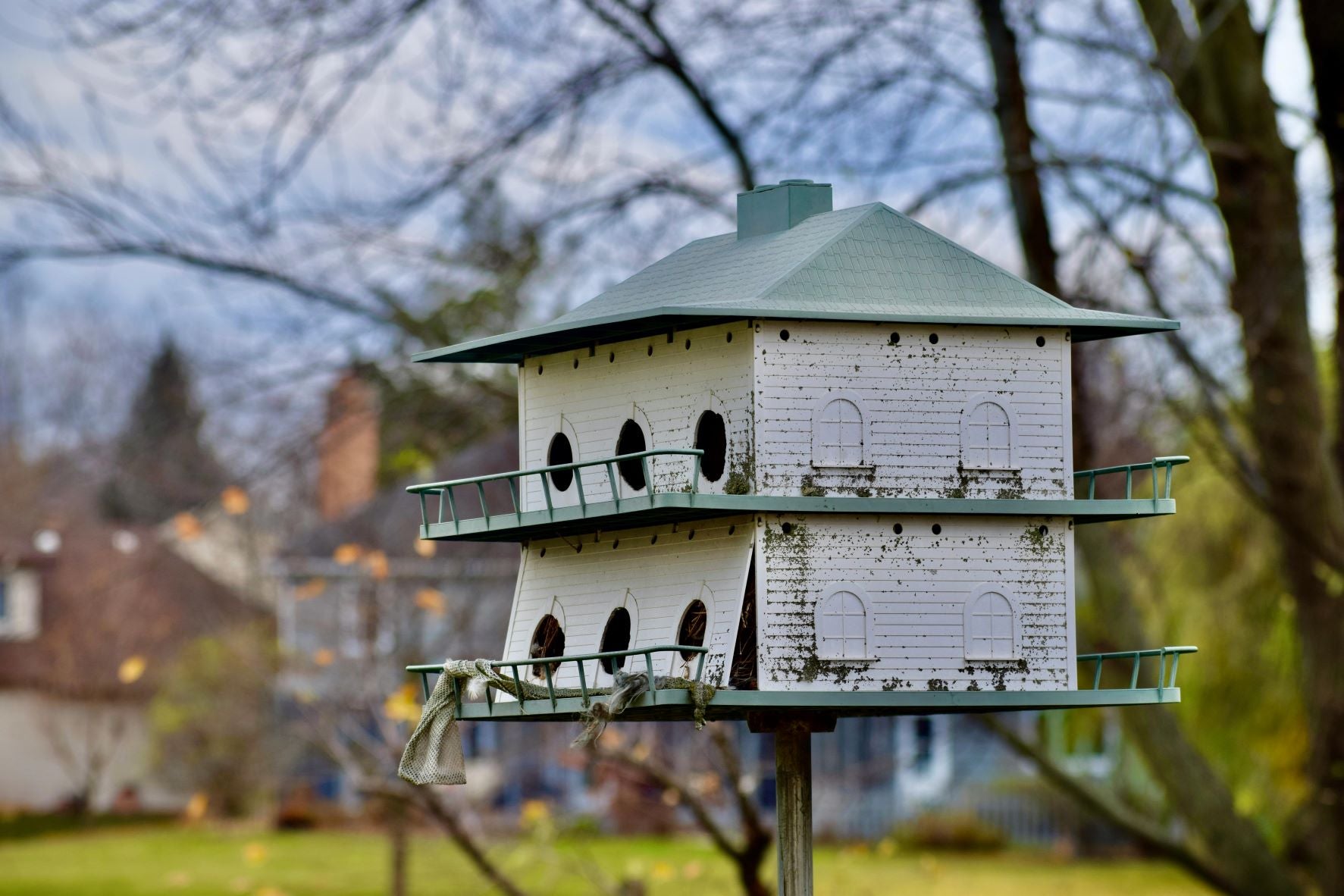 Creating a Bird-Friendly Haven: How to Welcome Visiting Birds to Your ...