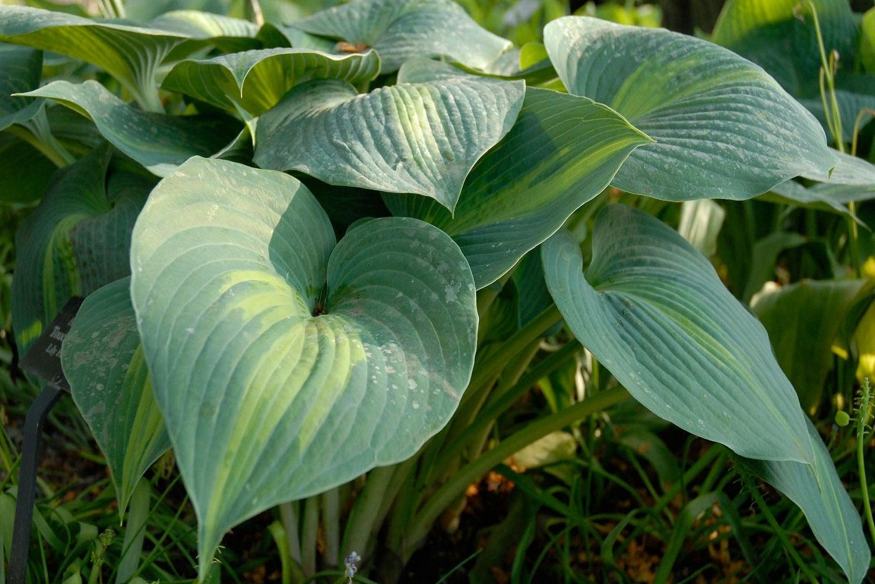 Stop Slugs from Chewing Holes in Hosta Leaves – Trendha